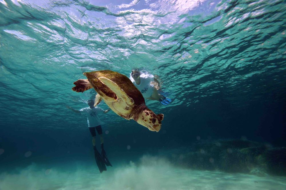 Octopus Foundation: understanding the marine turtles of the ...
