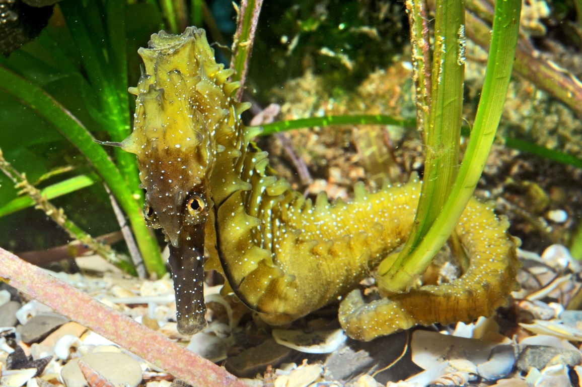 Les Hippocampes d’Europe (France, 2017 – 2021) - Biologie marine ...