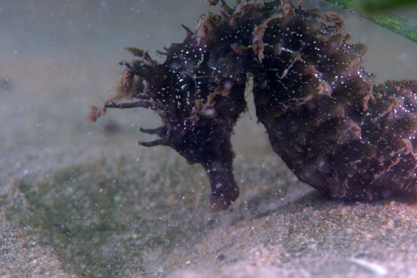 Les Hippocampes d’Europe (France – 2017, 2018) - Biologie marine ...