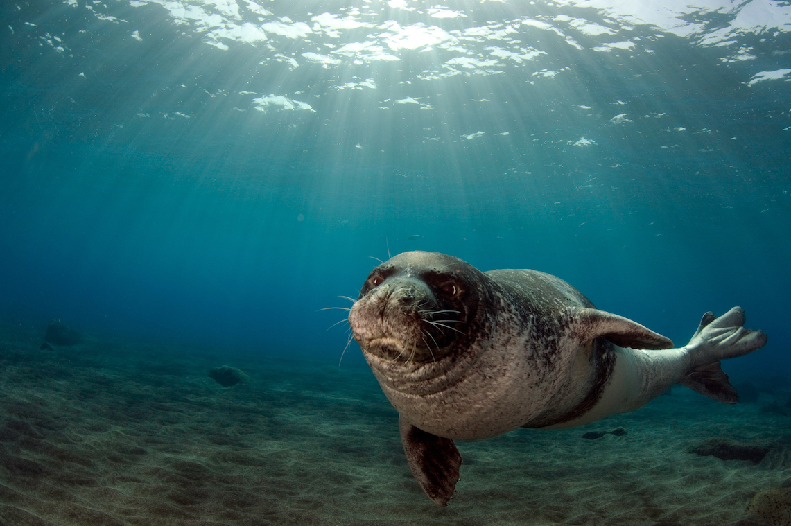 Le phoque moine de Méditerranée (Grèce – 2018) - Biologie marine ...