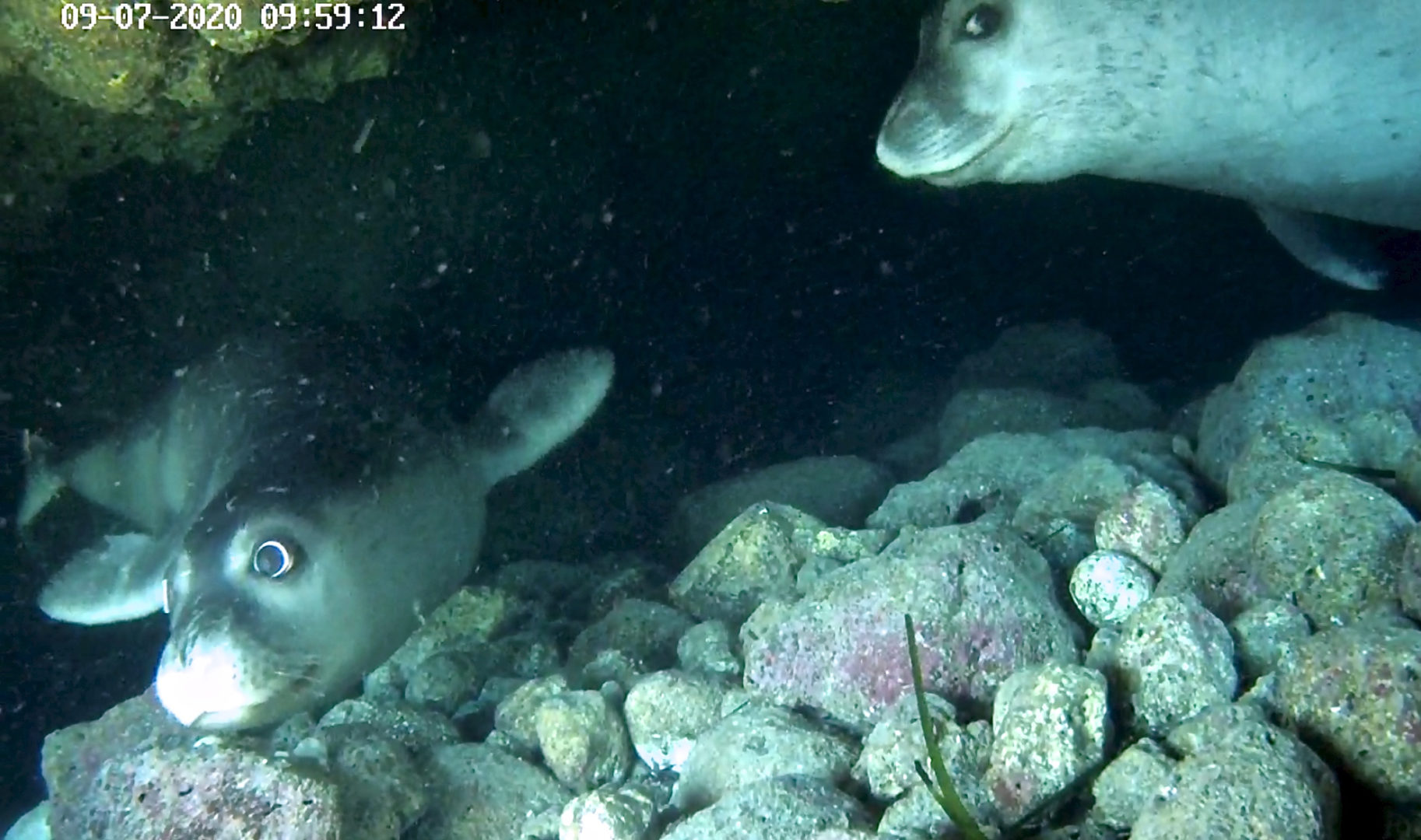 L’Odyssée du « Phoque Moine » continue en 2020 - Actualités - Octopus ...