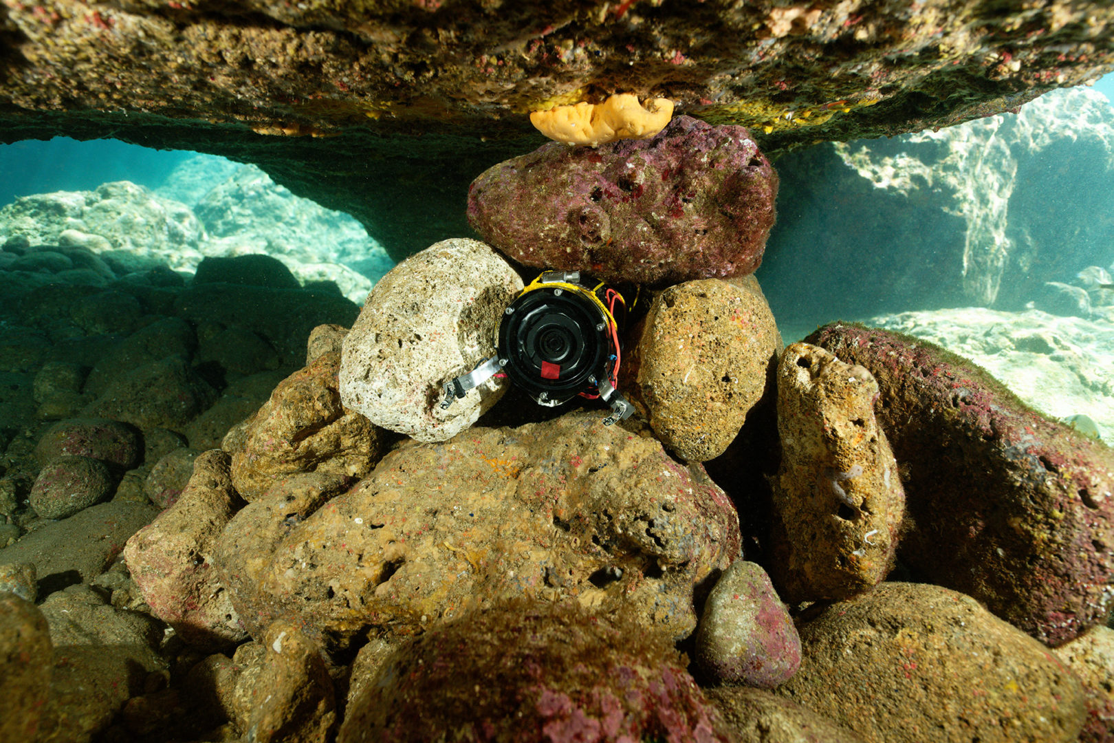 Le phoque moine de Méditerranée (Grèce, 2018 – 2022) - Biologie marine ...
