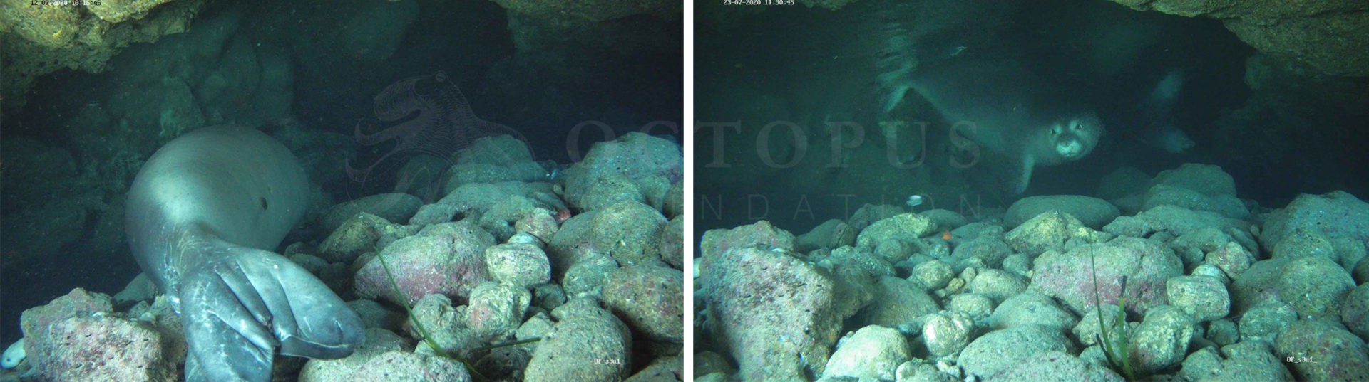 Le phoque moine de Méditerranée (Grèce, 2018 – 2022) - Biologie marine ...