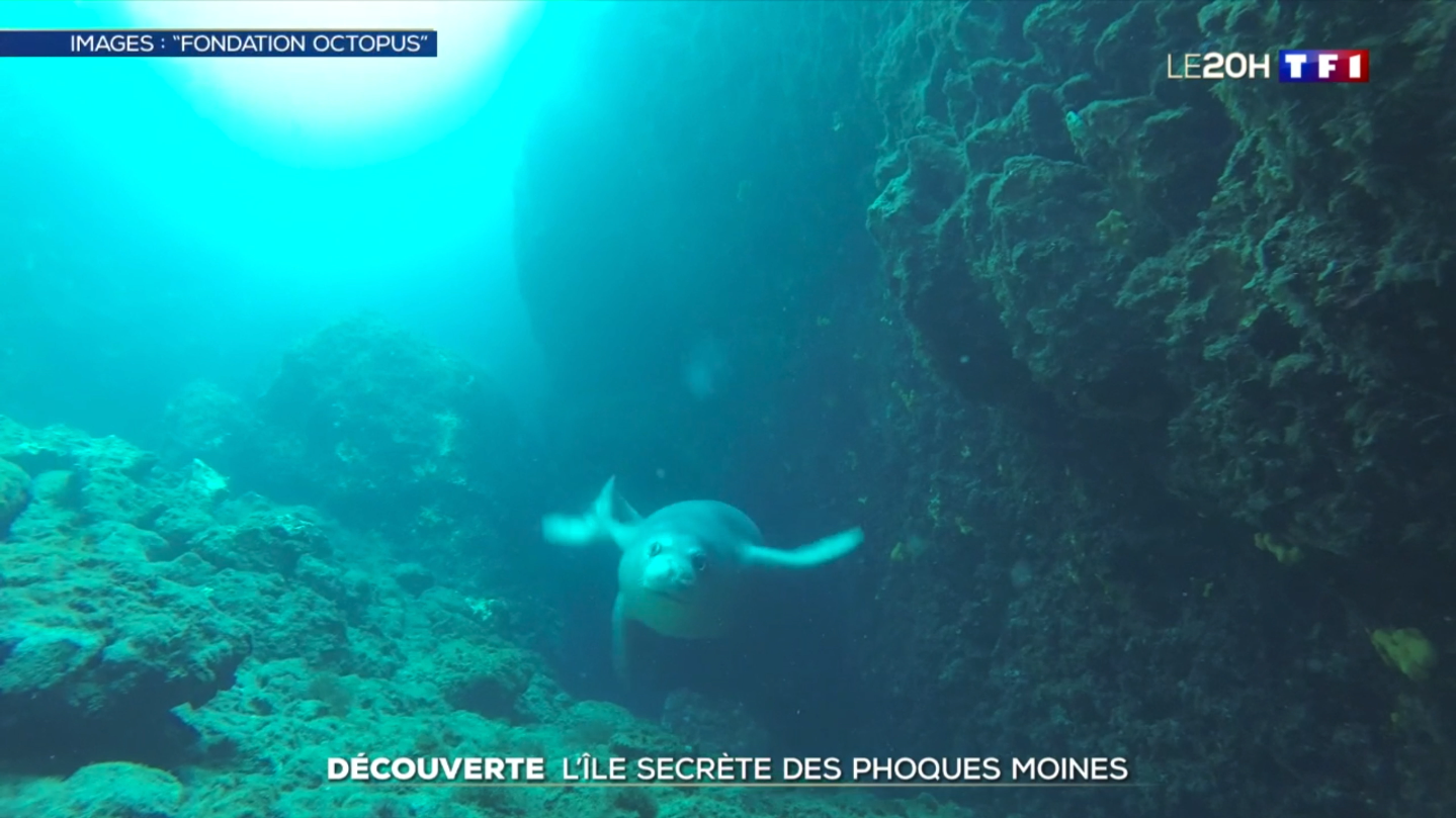 The 8 p.m. news on TF1 – “The secret island of the monk seals” - Press ...