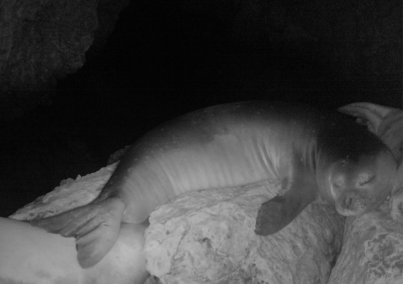 006 – Scratch - Seals - Octopus Foundation