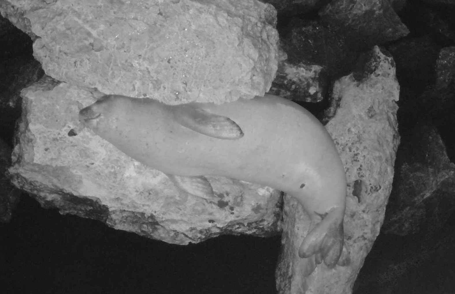 008 – Left Peak - Seals - Octopus Foundation