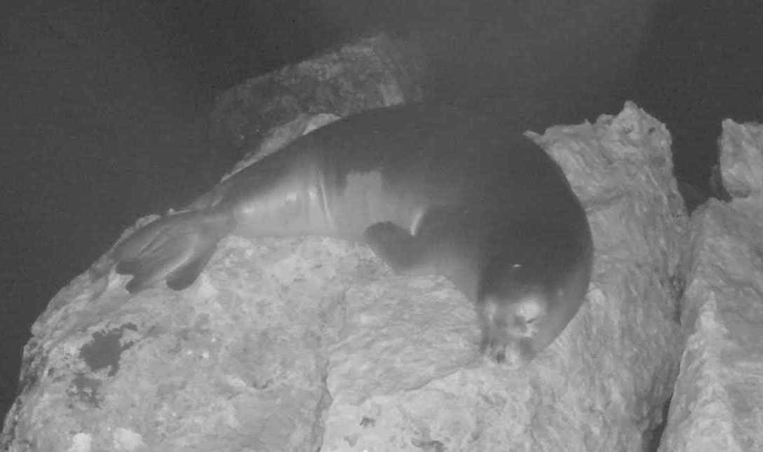 009 – Snow White - Seals - Octopus Foundation