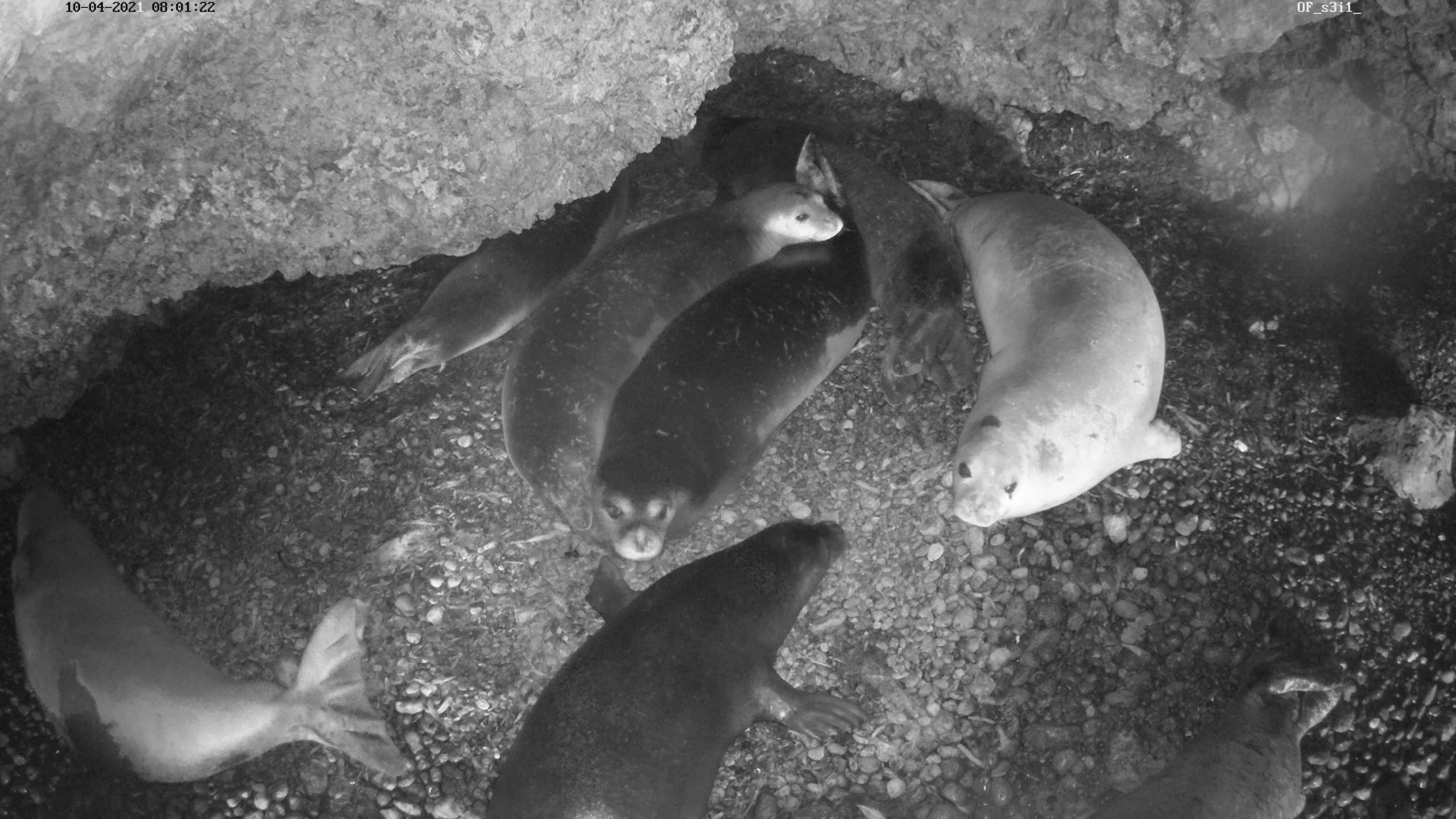 Master Thesis – “Predicting Mediterranean Monk Seal Cave Occupancy in ...