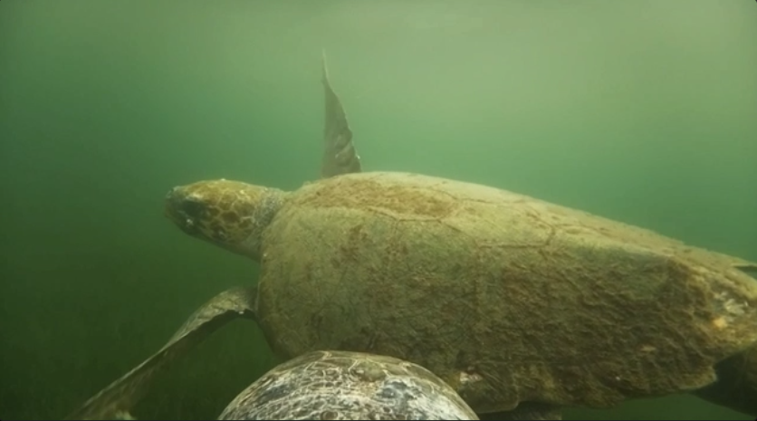 Prototype 2023 – Remora, a day in the life of a wild sea turtle - News ...